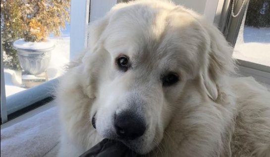 14 Intriguing Facts About Great Pyrenees - The Dogman