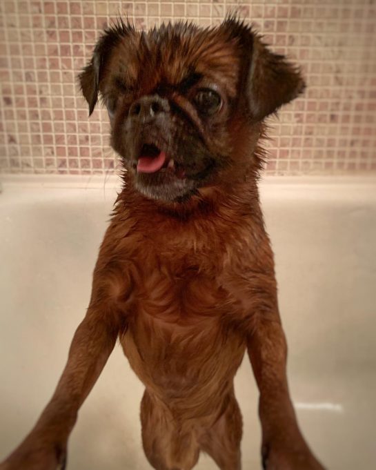 The 16 Cutest Brussels Griffon Pictures on Earth - The Dogman