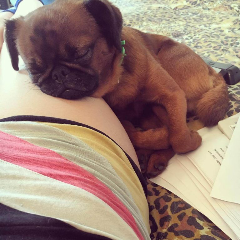 14 Absolutely Hilarious Griffon Dog Pictures - The Dogman