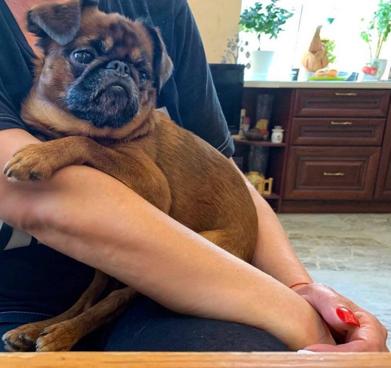 14 Absolutely Hilarious Griffon Dog Pictures - The Dogman