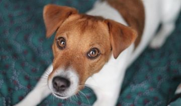 15 Funny Jack Russell Memes To Make Your Day! - The Dogman