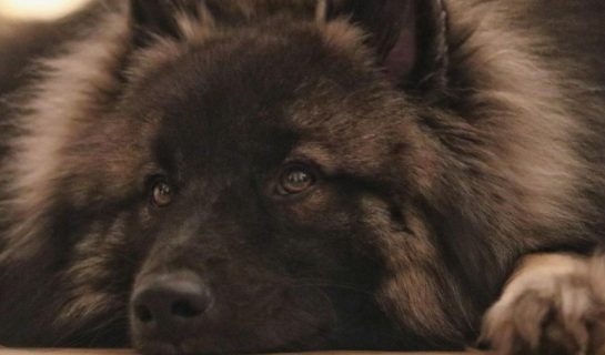 14 Weird Facts About Keeshonds - The Dogman