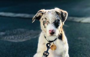 100 Rich Male Dog Names - The Dogman