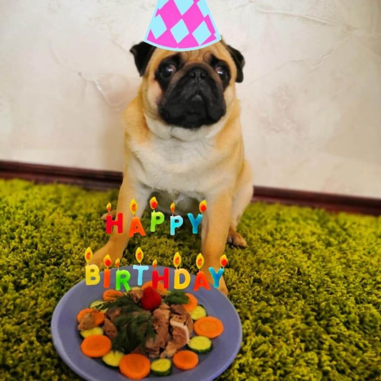 The 14 Cutest Pugs You’ve Ever Seen - The Dogman