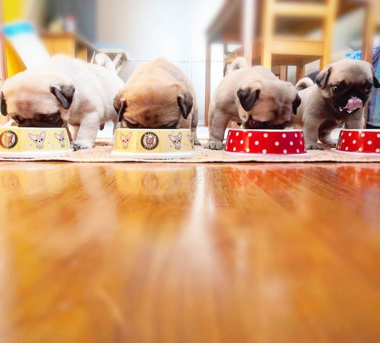 The 14 Cutest Pugs You’ve Ever Seen - Page 3 of 5 - The Dogman