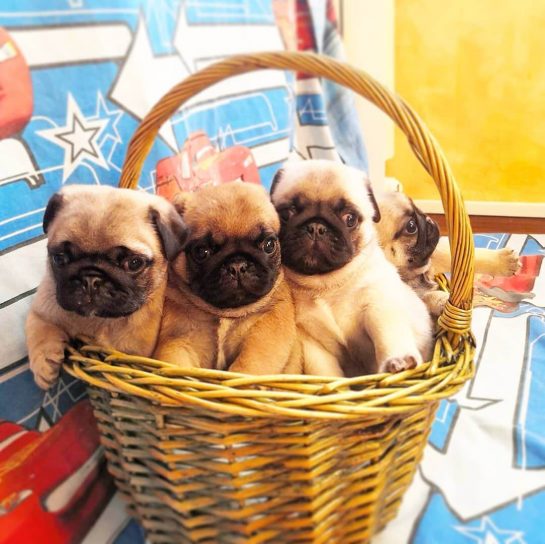 Meet 15 of the Cutest Pugs in the World - Page 4 of 5 - The Dogman