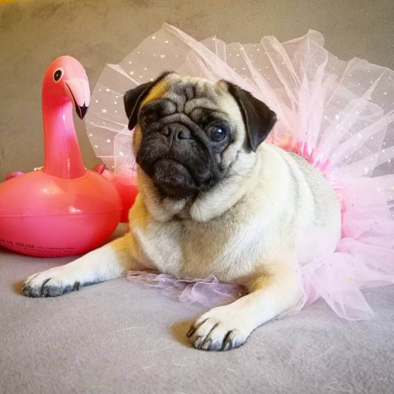 The 14 Cutest Pugs You’ve Ever Seen - The Dogman