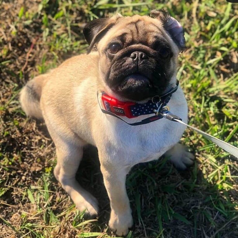 14 Absolutely Hilarious Pugs - The Dogman