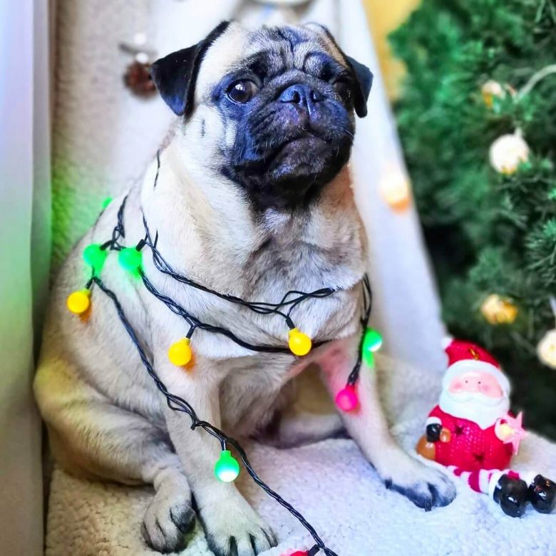 The 14 Cutest Pugs You’ve Ever Seen - Page 2 of 5 - The Dogman