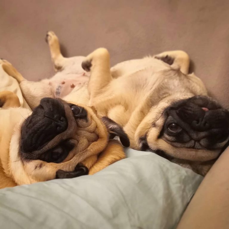 The 14 Cutest Pugs You’ve Ever Seen - Page 3 of 5 - The Dogman