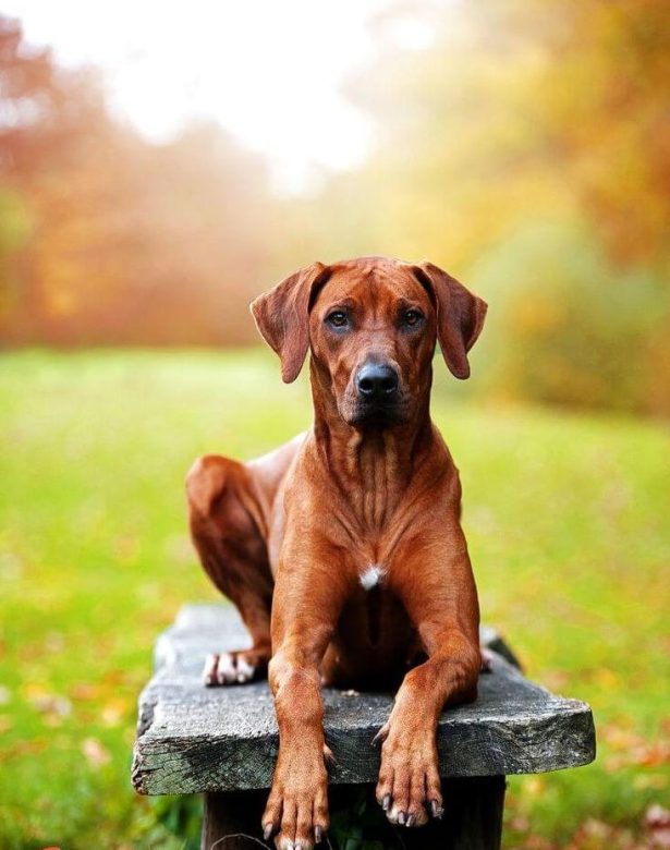 Rhodesian Ridgeback Dog Breed Information - The Dogman