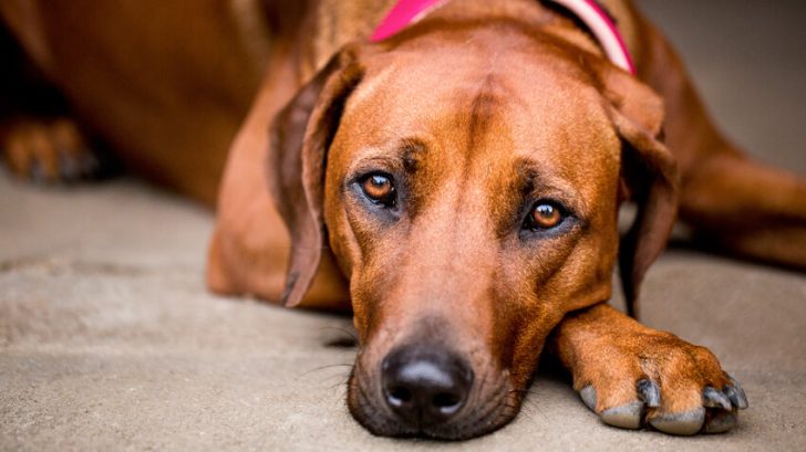 15 Cool Facts About Rhodesian Ridgebacks - The Dogman