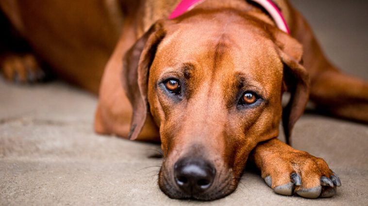 15 Cool Facts About Rhodesian Ridgebacks - The Dogman