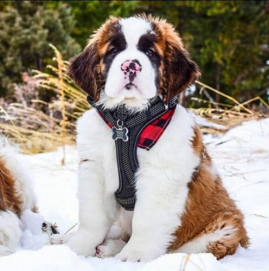 Saint Bernards: Charming Giants - The Dogman