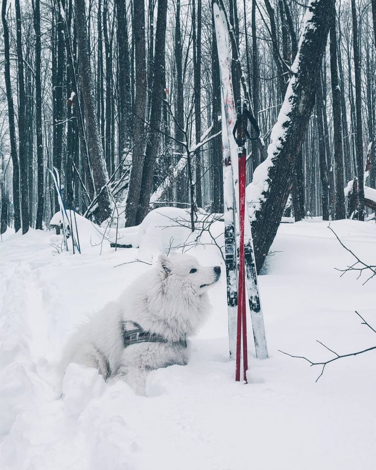 16 Samoyeds For Anyone Who’s Having A Bad Day - The Dogman