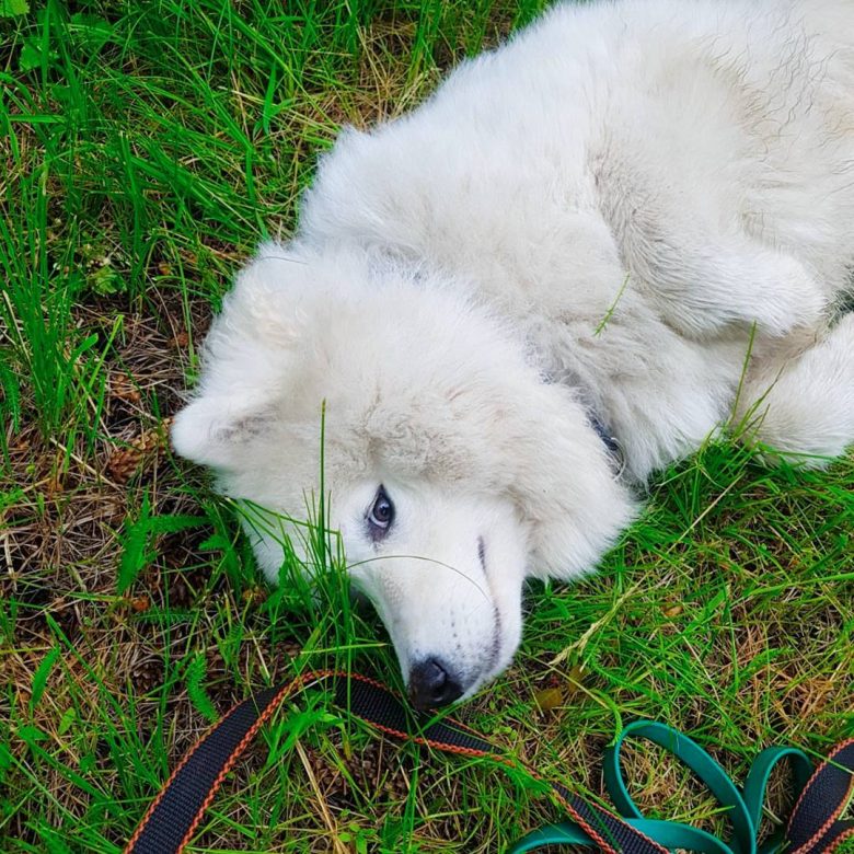 16 Samoyeds For Anyone Who’s Having A Bad Day - The Dogman