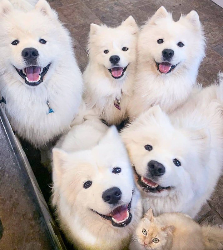 Samoyed Dog or White Arctic Spitz - The Dogman