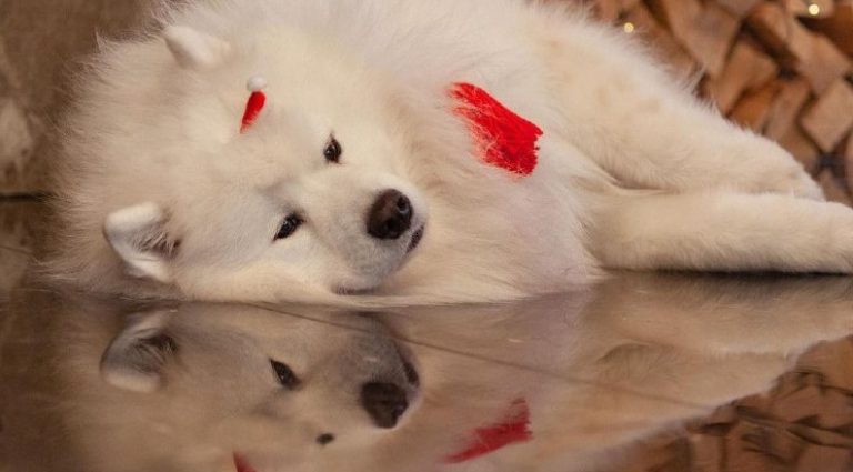15 Coolest Dog Costumes for Samoyeds - The Dogman