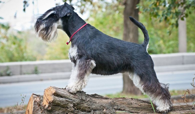 Standard Schnauzer Dog Breed Information - The Dogman