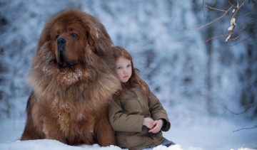 Tibetan Mastiff Dog Breed Information - The Dogman