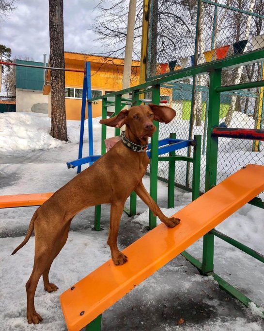 16 Absolutely Hilarious Vizsla Pictures - The Dogman