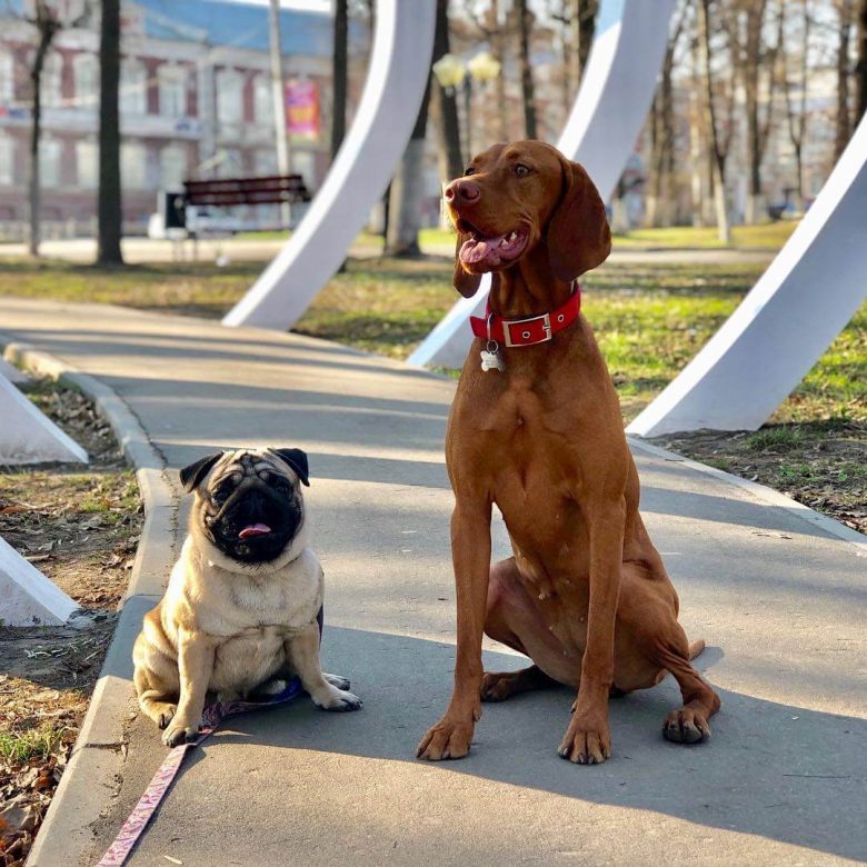 16 Absolutely Hilarious Vizsla Pictures - The Dogman