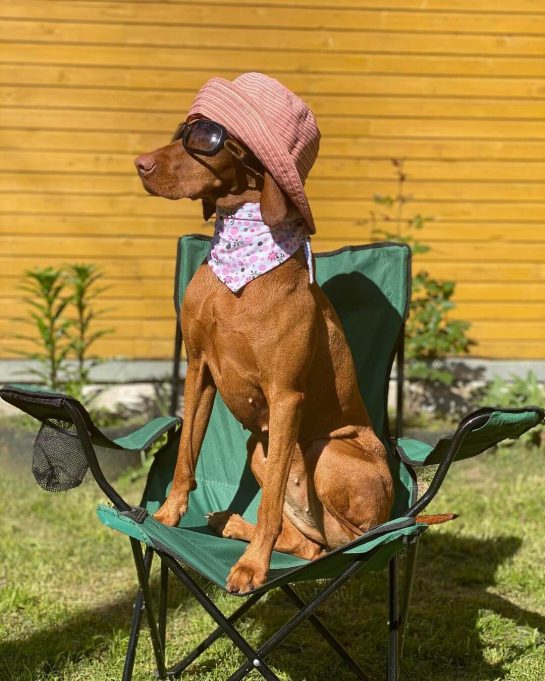 16 Absolutely Hilarious Vizsla Pictures - Page 3 of 6 - The Dogman