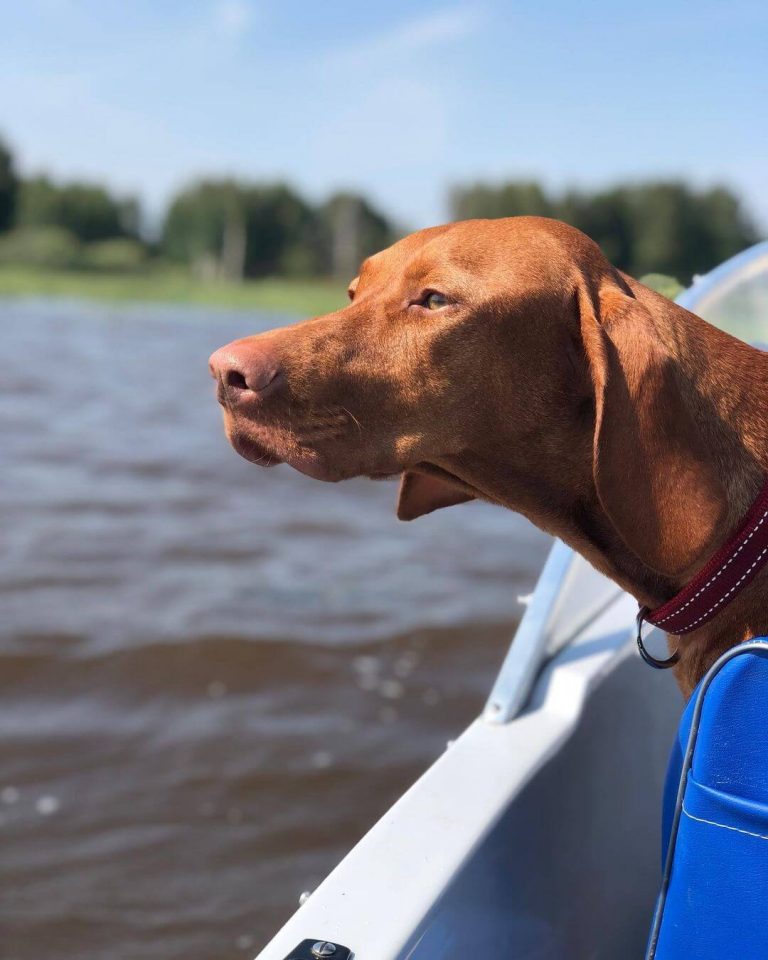 14 Absolutely Hilarious Vizsla Pictures - The Dogman