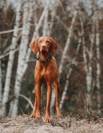 Vizslas: Elegant Hunting Companions - The Dogman