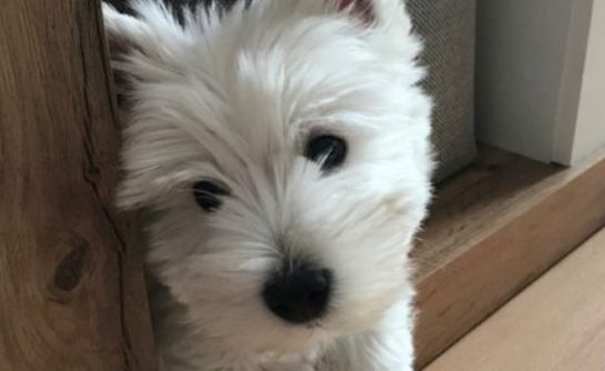 175+ West Highland White Terrier Name Ideas – The Ultimate List! - The ...