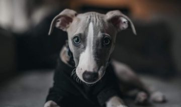 26 Halloween Dog Costumes - The Dogman