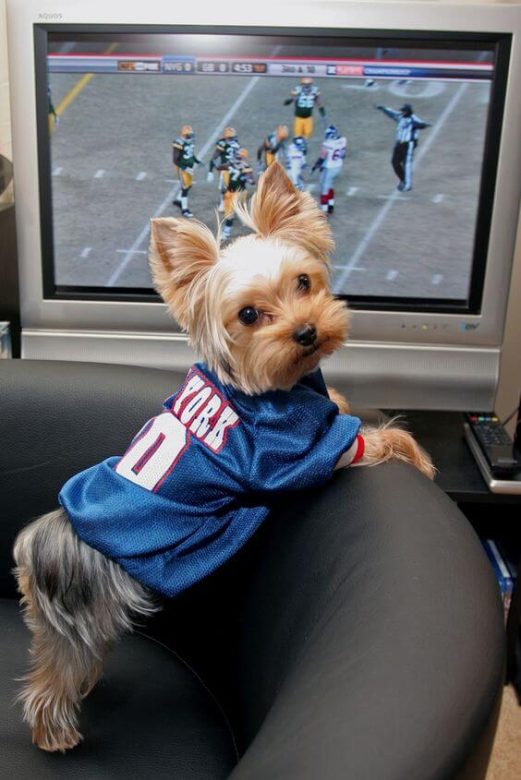 15 of the Funniest Yorkshire Terrier Pics That Were Taken at the ...