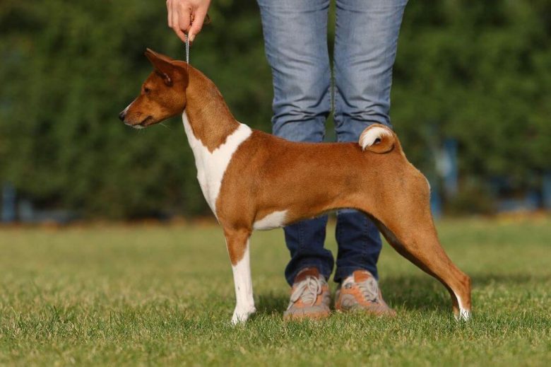 Basenjis: Excellent Hunters and Loyal Friends - The Dogman