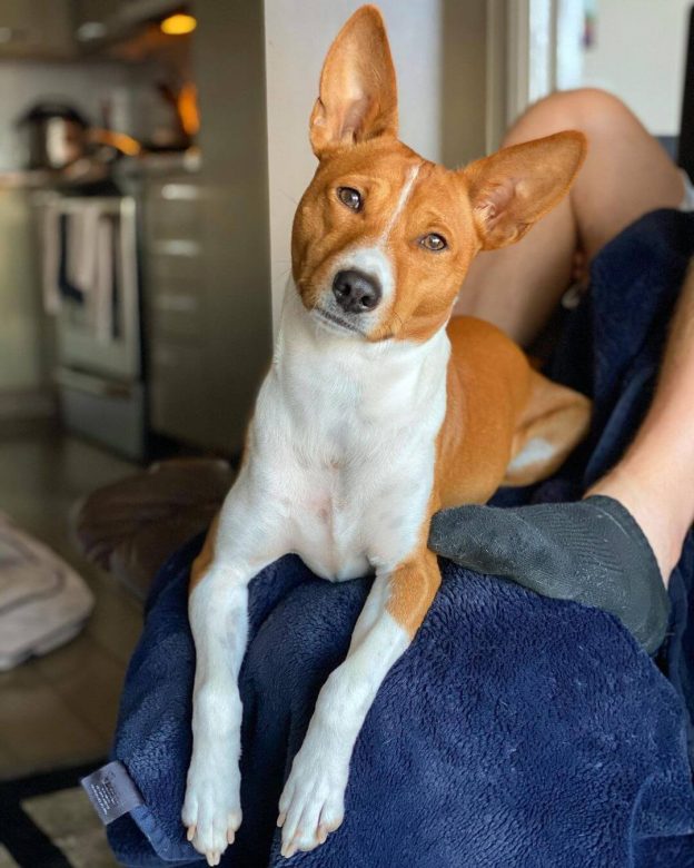 15 Amazing Facts About Basenjis You Probably Never Knew - The Dogman