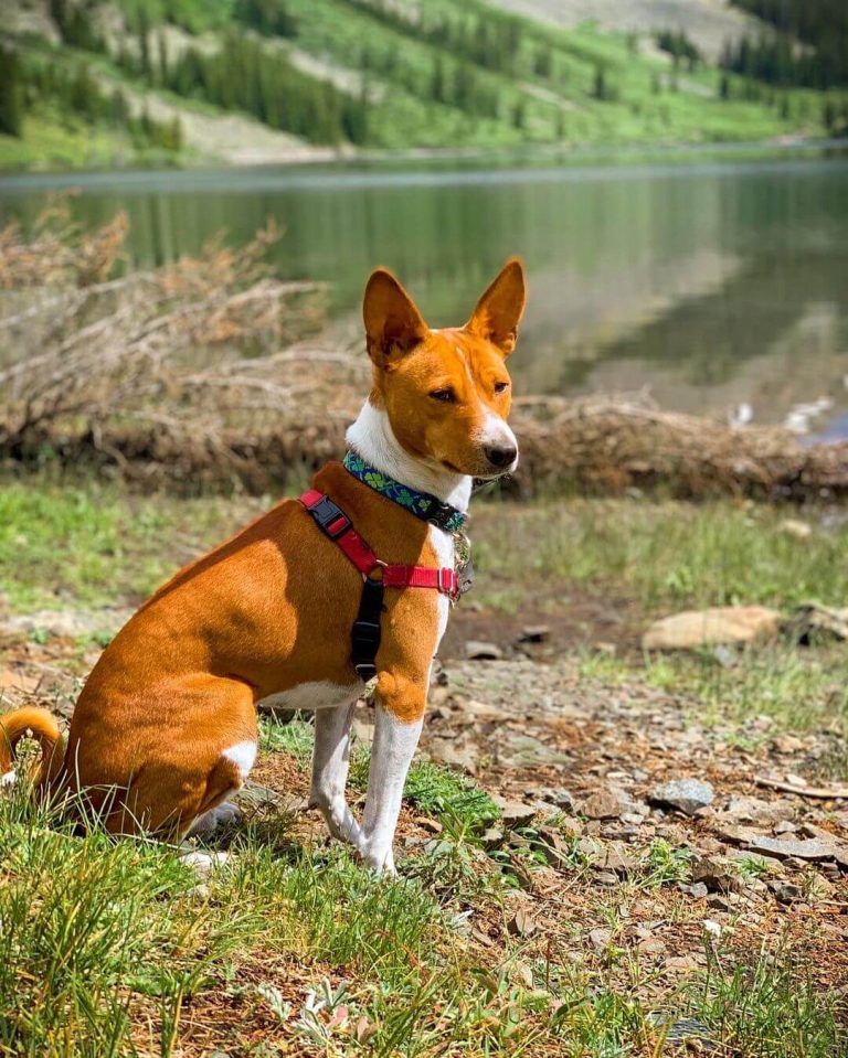 15 Amazing Facts About Basenjis You Probably Never Knew - The Dogman