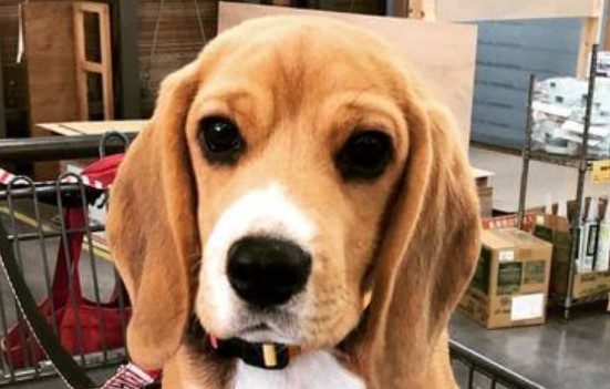 15 Things Only Beagle Owners Will Understand - The Dogman