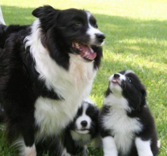 14 of the Funniest Photos of Border Collies that were Taken at the ...