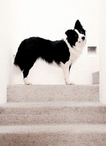 15 Funny Border Collie Pictures That Will Make You Smile - The Dogman