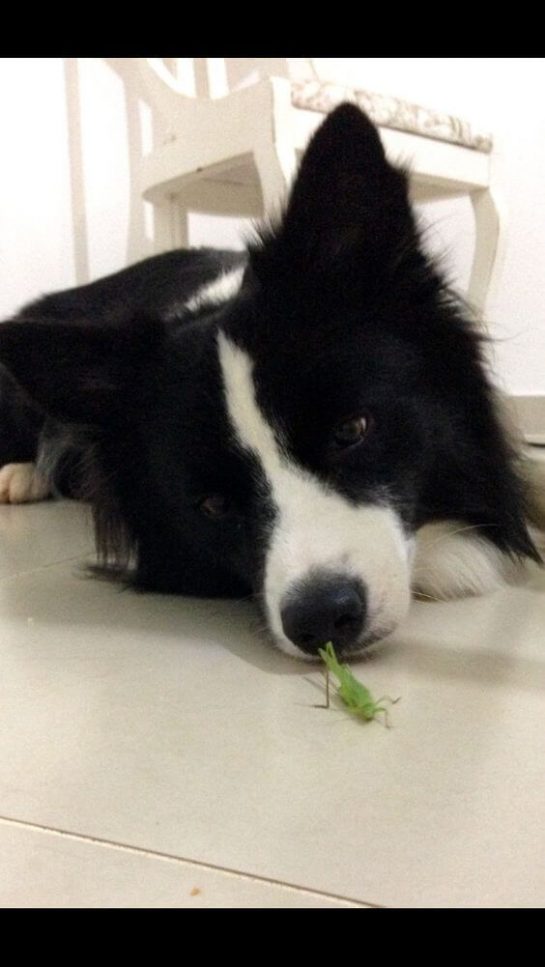 15 Funny Border Collie Pictures That Will Make You Smile - The Dogman