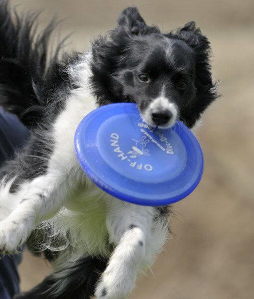 15 Funny Border Collie Pictures That Will Make You Smile - Page 2 of 5 ...