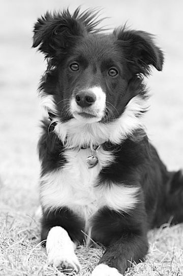 15 Funny Border Collie Pictures That Will Make You Smile - Page 2 of 5 ...