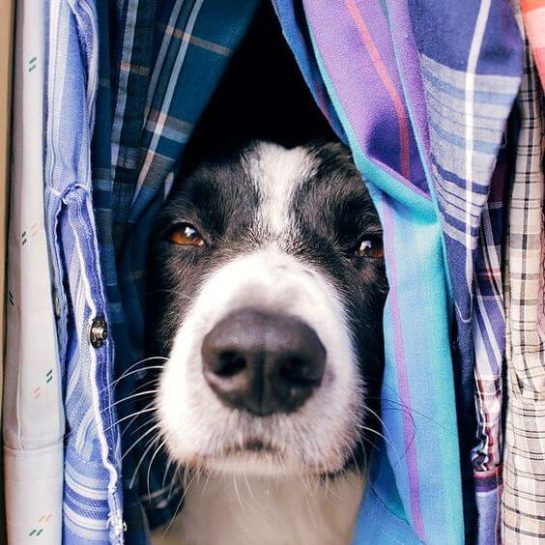 15 Funny Border Collie Pictures That Will Make You Smile - Page 3 of 5 ...