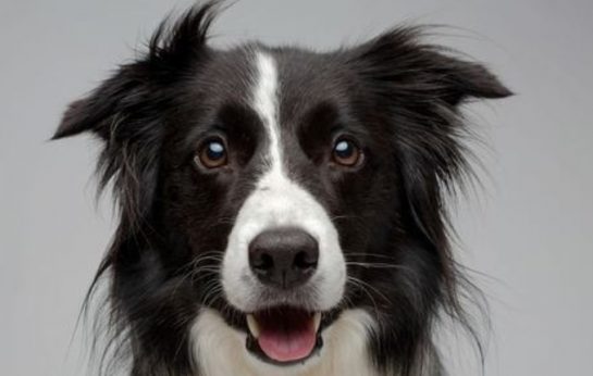 15 Funny And Weird Border Collie Pictures - The Dogman