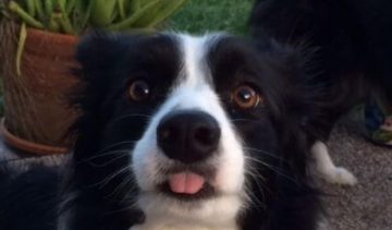 15 Funny Pictures Proving That Border Collies are Always Ready for ...