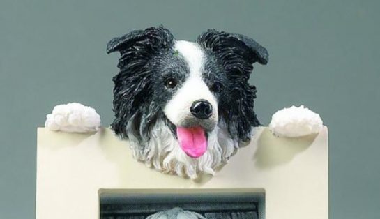 14 Funny Border Collie Photos That Prove They Are The Weirdest Of All ...