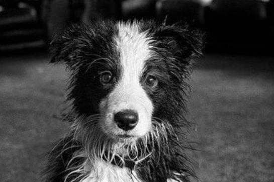 15 Funny Border Collie Memes That Will Make You Fall In Love With Them ...