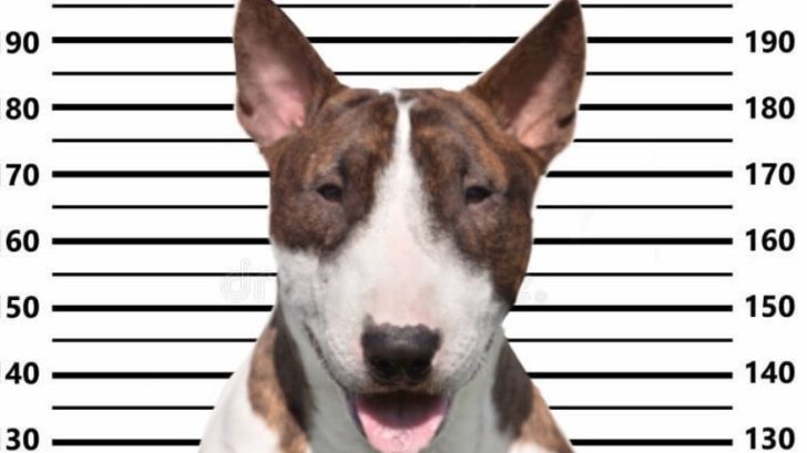 14 Absolutely Hilarious Bull Terrier Pictures - The Dogman
