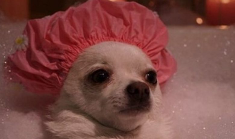 15 Hilarious Samoyed Dog Memes You'll Laugh at Every Time - The Dogman