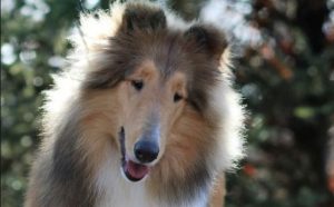 15 Interesting Facts About Collies - The Dogman