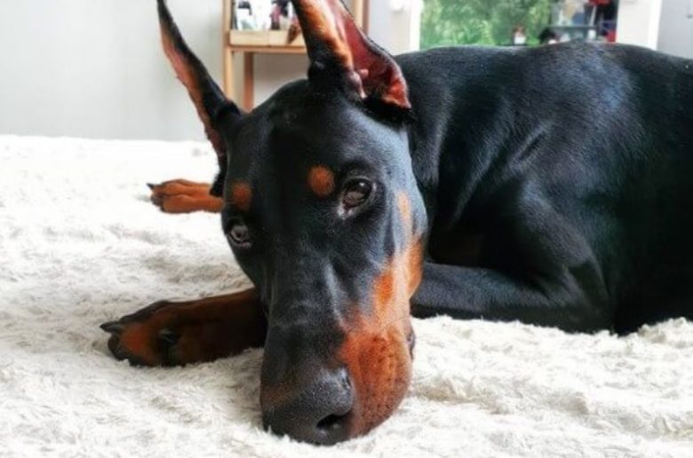 Doberman Pinschers: the Best Watchdogs - The Dogman